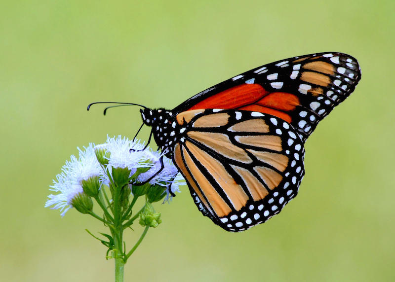 Mariposa Family Learning Center – AUSTIN CITY LUTHERANS